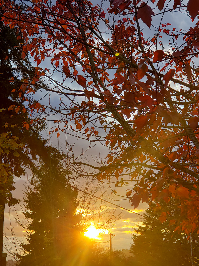 Autumn Walk at Sunset | Painting of Fall Colors and Sky - Art by Cedar Lee