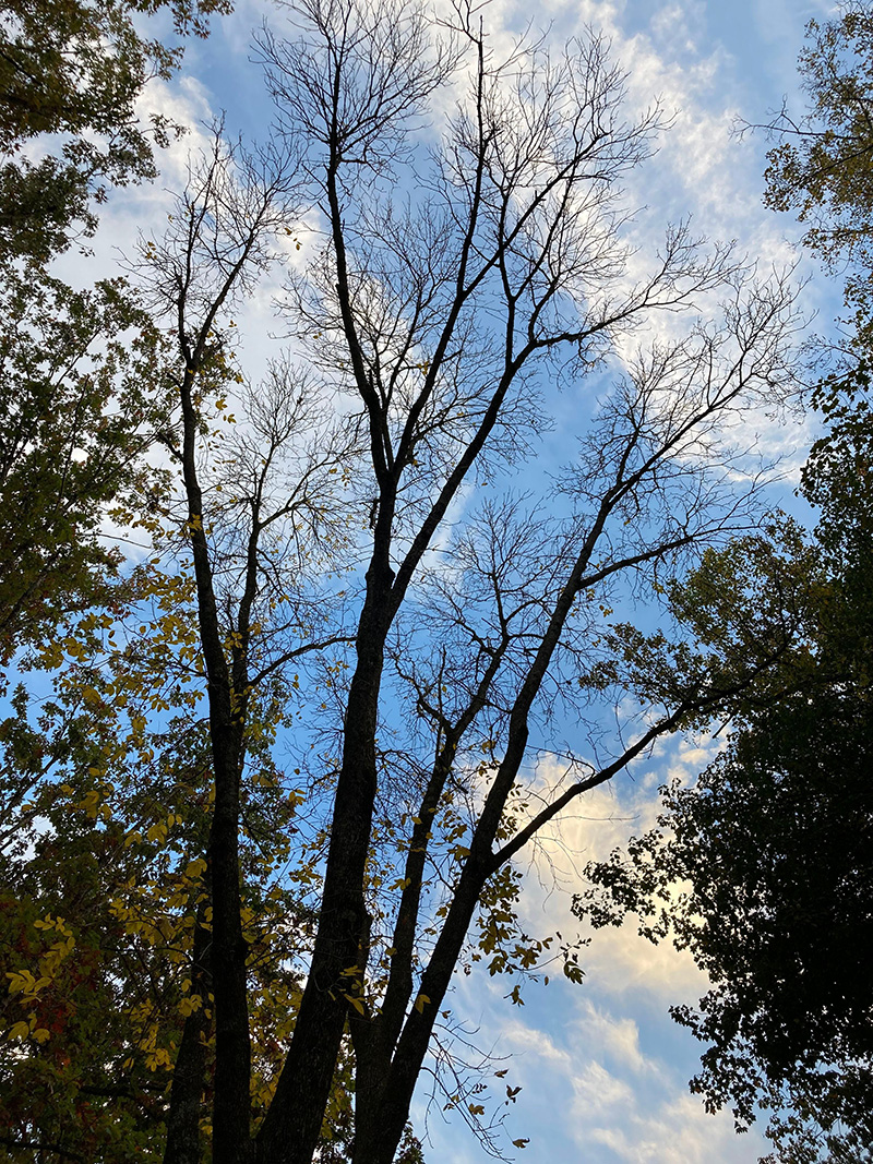 Brisk Day, Vivid Evening | Large-Scale Blue Trees Paintings - Art by ...