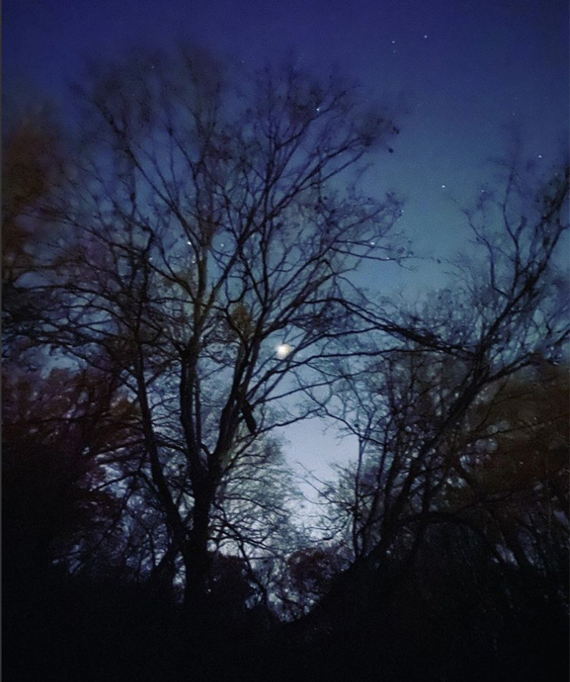 Brisk Day, Vivid Evening | Large-Scale Blue Trees Paintings - Art by ...